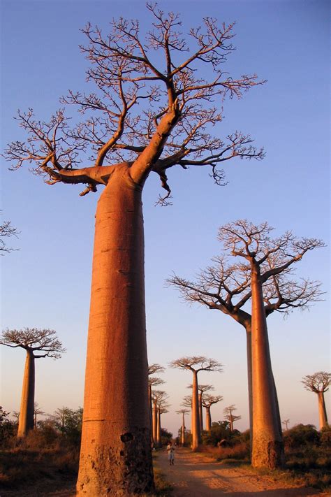 Baobab Tree Wallpapers Wallpaper Cave