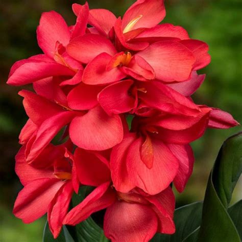 Купить Канна Crimson Beauty в Киеве | Дзен Сад