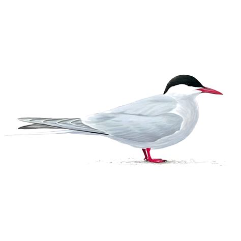 Arctic Tern Bird