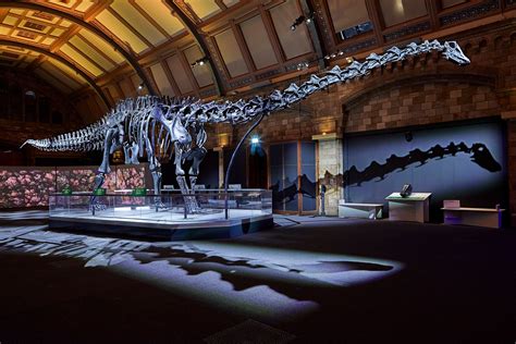 Dippy The Dinosaur Returns To Londons Natural History Museum Londontopia