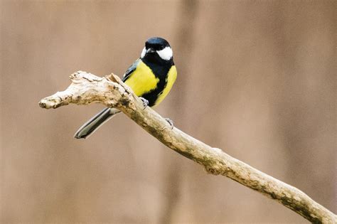 Great Tit Nature Bird Free Photo On Pixabay