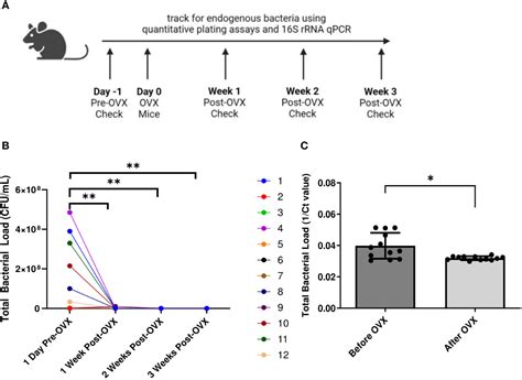 Frontiers Human Vaginal Microbiota Colonization Is Regulated By Female Sex Hormones In A Mouse