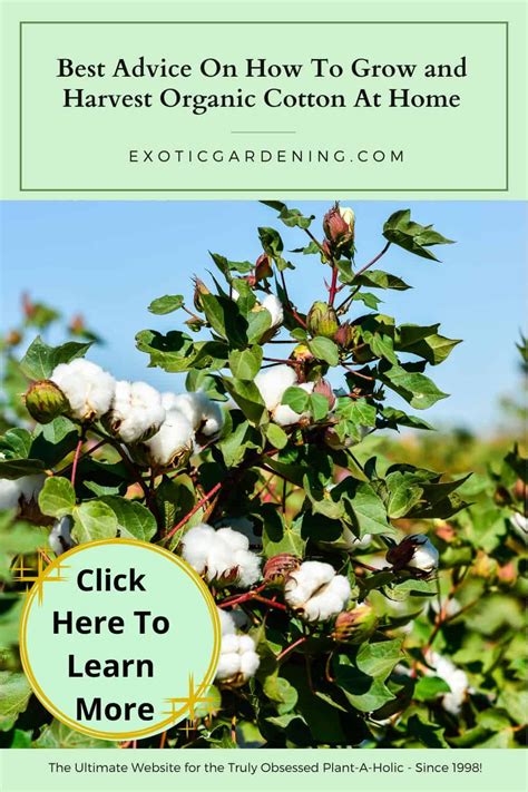Best Advice On How To Grow And Harvest Organic Cotton At Home Exotic
