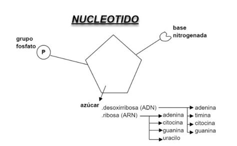 Nucleotido ClasificaciÓn Imagenes De Bisuteria Libreta