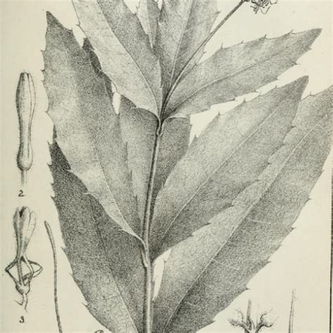 Australian Nut Macadamia Ternifolia Plant Care And How To Grow Water