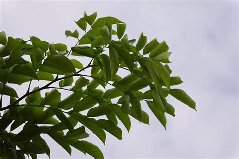 밝고 맑은 하늘을 배경으로 뻗어 나온 생생한 녹색 잎은 성장과 환경 테마를 위한 자연스럽고 상쾌한 배경을 제공합니다 0명에 대한 스톡 사진 및 기타 이미지 Istock