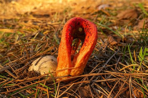 Stinkhorn Mushroom Identification Facts And Habitat