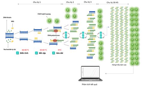 Sự Khác Nhau Giữa Pcr Và Real Time Pcr