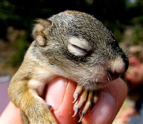 Squirrel Sex Heats Things Up In Kluane Yukon News