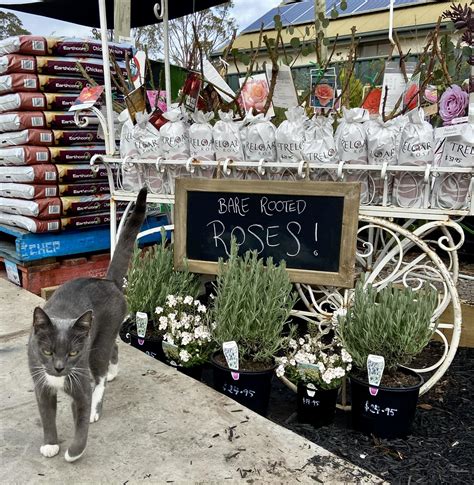 Bannockburn Mitre 10 We Now Have A Huge Range Of Timber Decking Fencing Pickets Dowelling