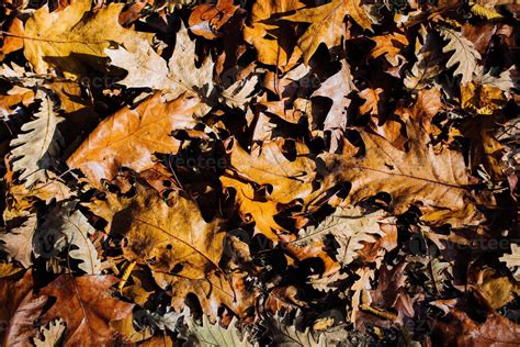 Brown Leaf Texture And Background Dry Leaves Background Texture