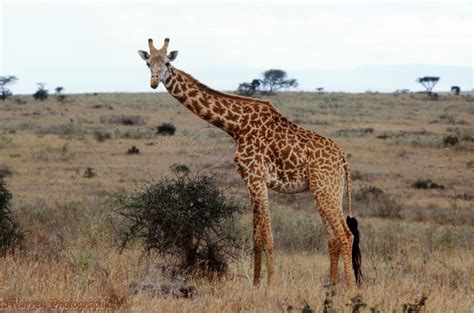 Masai Giraffe Photo Wp03632