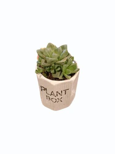 6 Inch Rectangular Ceramic Plant Pots For Decoration At Best Price In