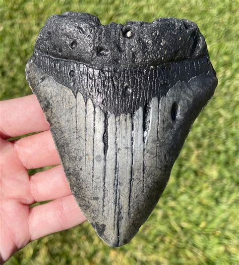 Fossil Megalodon Sharks Tooth Huge 41 Meg Meglodon Miocene 4586204006