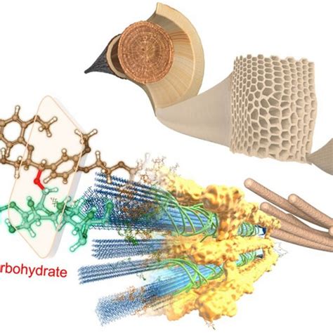 Schematic Diagram Of Ultrasound Assisted Lignin And Cellulose Download Scientific Diagram