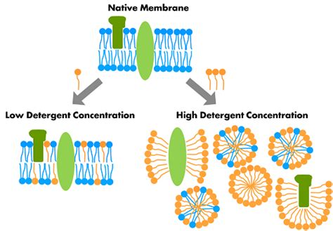 Jena Bioscience 上海金畔生物科技有限公司