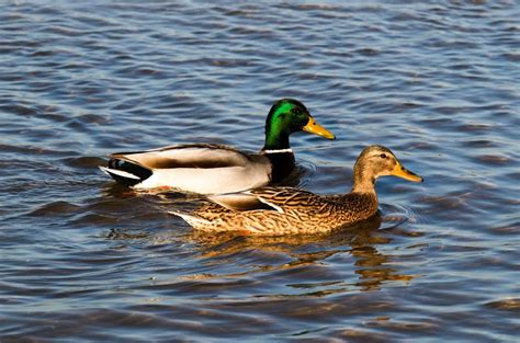 Beautiful and colorful, shiny ducks on the water with ripple free image ...