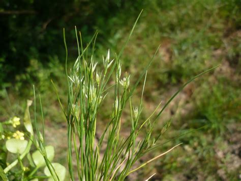 Juncus Bufonius L