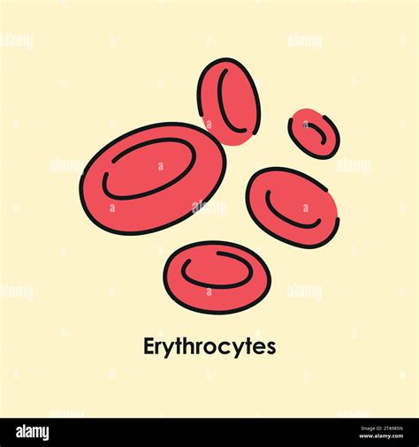Erythrocytes Low