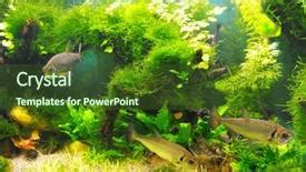 Best Algae Themed Templates For PowerPoint Google Slides