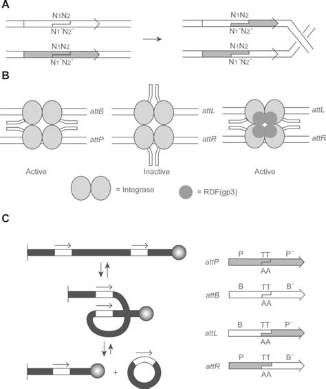 Recombination By Serine Phage Integrases A The General Reaction Download Scientific Diagram