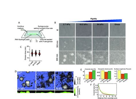 Bacterial Microcolony Formation Depends On Substrate Rigidity A Download Scientific Diagram
