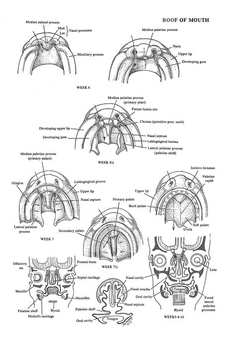 Human Embryo Stages Palate
