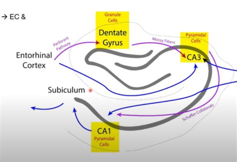 Reticular Formation And Limbic System Flashcards Quizlet