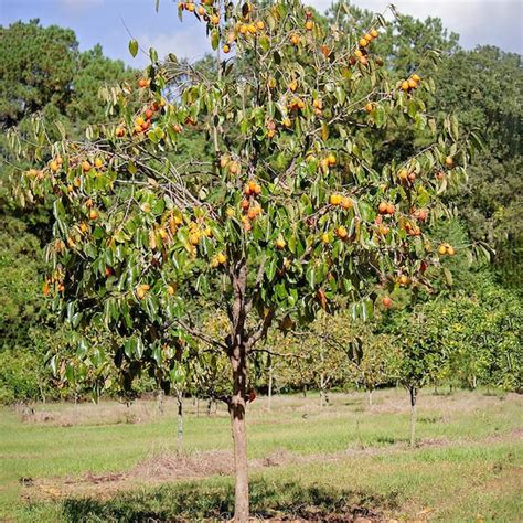 Persimmon Tree Fruit Trees The Home Depot