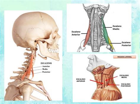 Palpar Musculos Paravertebrais Osteoarticular Columna Temporomaxilar