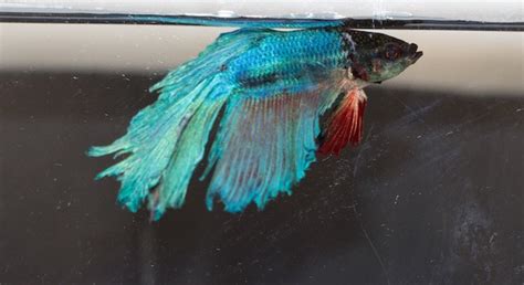 Bringing A Betta Fish Home Quick Setup Guide