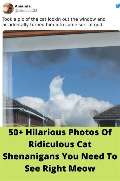 50 Hilarious Photos Of Ridiculous Cat Shenanigans You Need To See Right