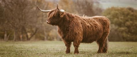 Creating A Mini C Compiler Using Lex And Yacc Part 1 Dev Community