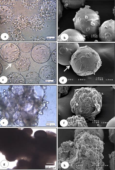 The Inverted Bright Field Microscopy A C E G And Scanning Electron Download Scientific
