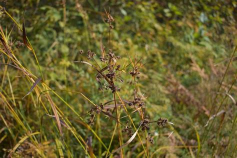 Bulrush Scirpus Spp Edible And Medicinal Uses Of The Sweet Root Of