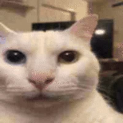 Canny Canny Evolution  Canny Canny Evolution Uncanny Cat