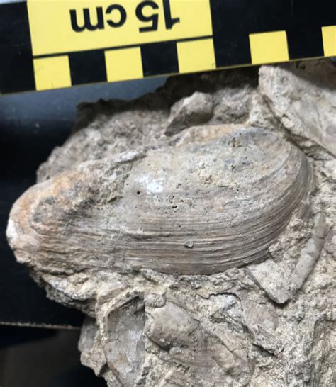 Wyoming Cretaceous Bivalve Fossil Id The Fossil Forum