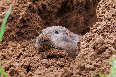 Gopher Burrow