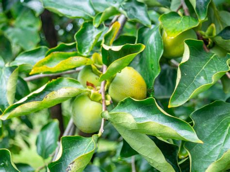 Persimmon On A Branch Fruit On A Fallen Tree Autumn Fruits Persimmon On A Tree In December
