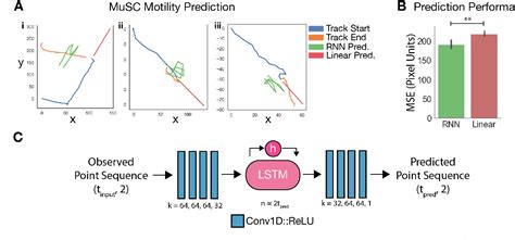 Figure 1 From Deep Convolutional And Recurrent Neural Networks For Cell Motility Discrimination