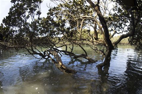 Mangroves Are Vitally Important Check Out These Cool Facts About The Grey Mangrove Paul