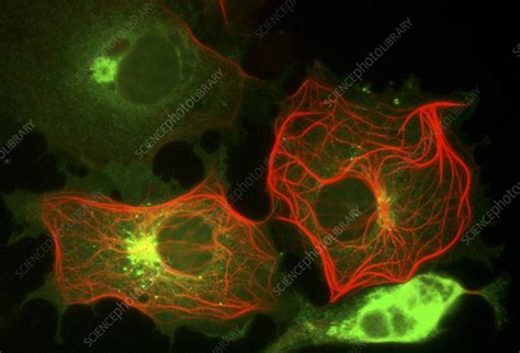 Cell Structure Fluorescent Micrograph Stock Image C0074024
