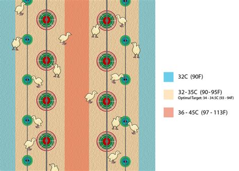 Brooding Recommendations For Best Start Hybrid