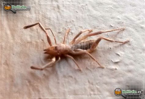 Wind Scorpion Wind Scorpion Photos