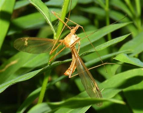 Tipula Tipula Bugguidenet