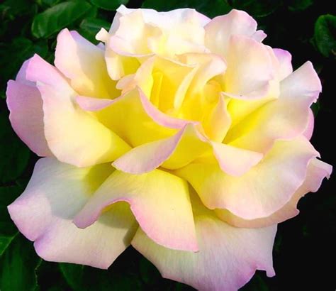 The Peace Rose Honors The End Of Wwii Arizona Federation Of Garden Clubs