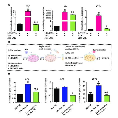 A Effects Of Ele On The Expression Of Tnf Il1a And Il12a In M1 Mø Download Scientific