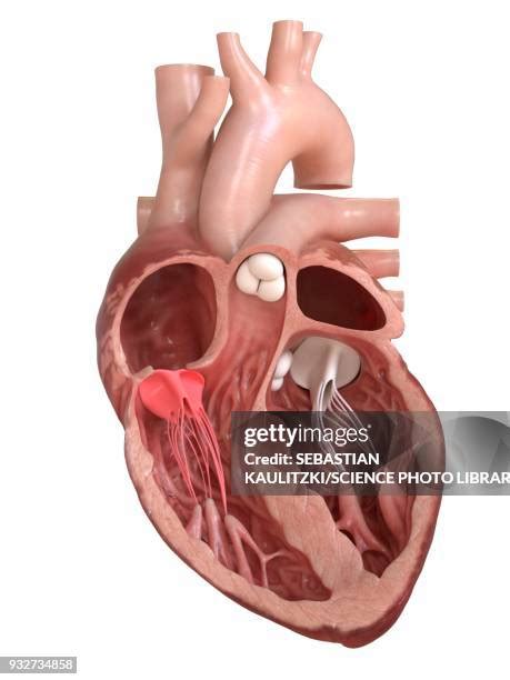 Atrioventricular Valve