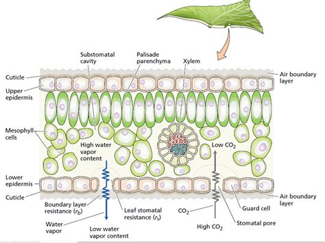 The Path Of Water Movement In Leaves 🌿 Water Circulation In Plants