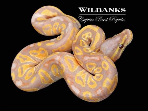 Banana Blackhead 100 Het Lavender Albino Ball Python By Wilbanks Captive Bred Reptiles Banana Blackhead 100 Het Lavender Albino Ball Python By Wilbanks Captive Bred Reptiles